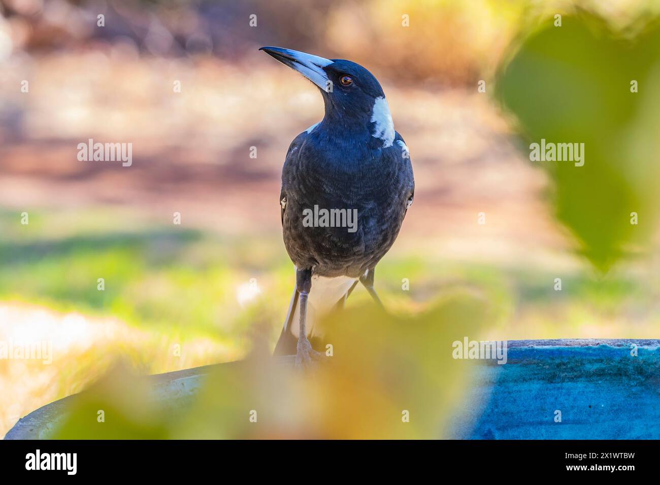 Australian magpie (Gymnorhina tibicen) taken at Bickley in the Perth ...