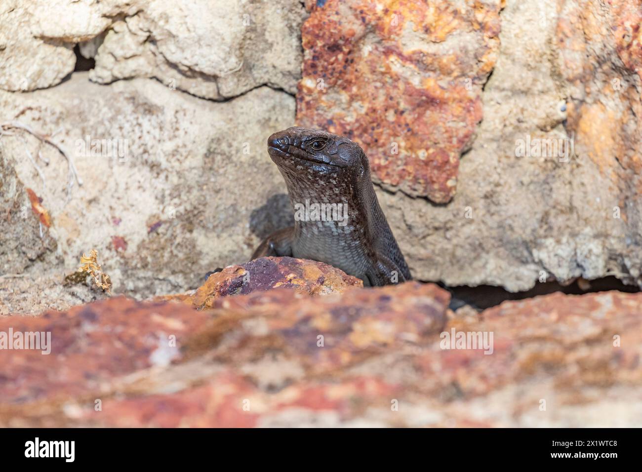King's skink (Egernia kingii) a species of skink, a lizard in the ...