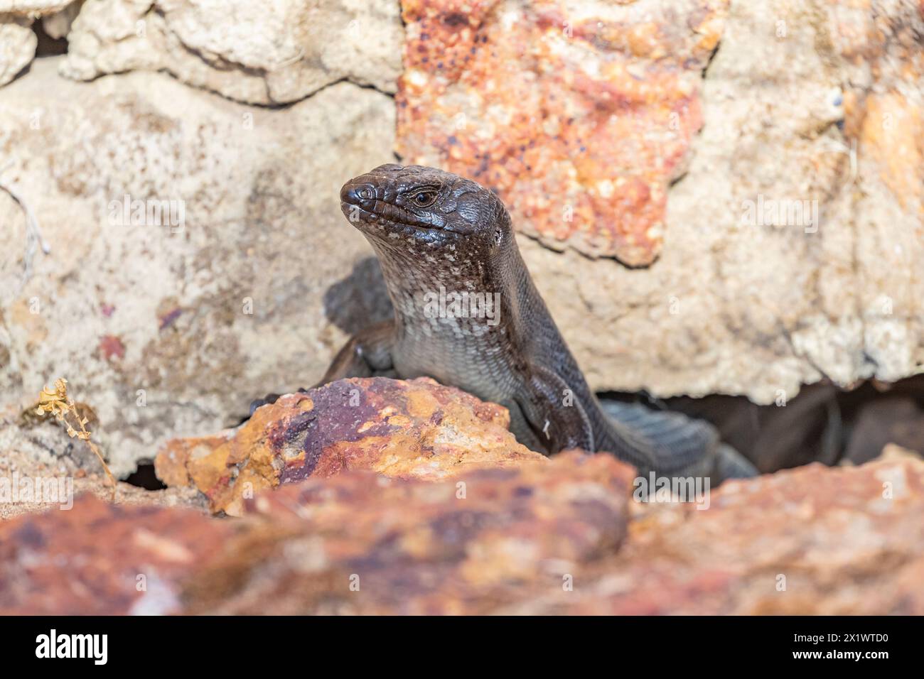 Native reptilian species hi-res stock photography and images - Alamy