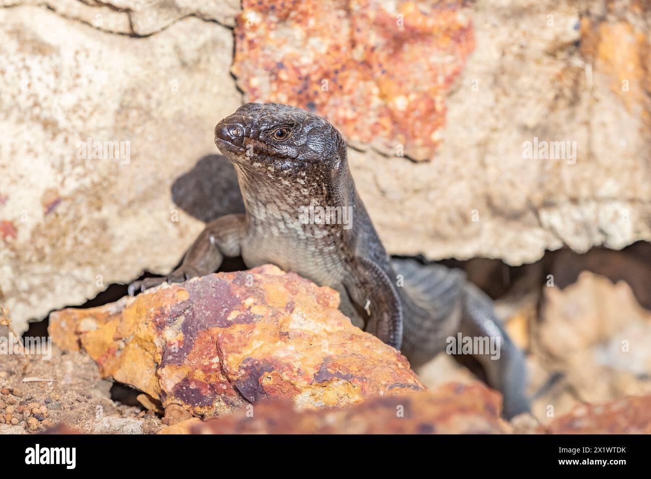 King's skink (Egernia kingii) a species of skink, a lizard in the ...