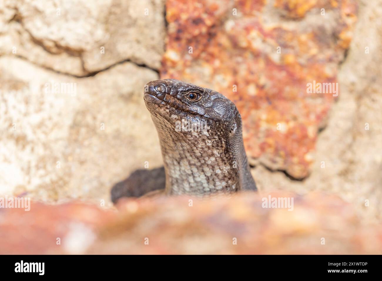 King's skink (Egernia kingii) a species of skink, a lizard in the ...