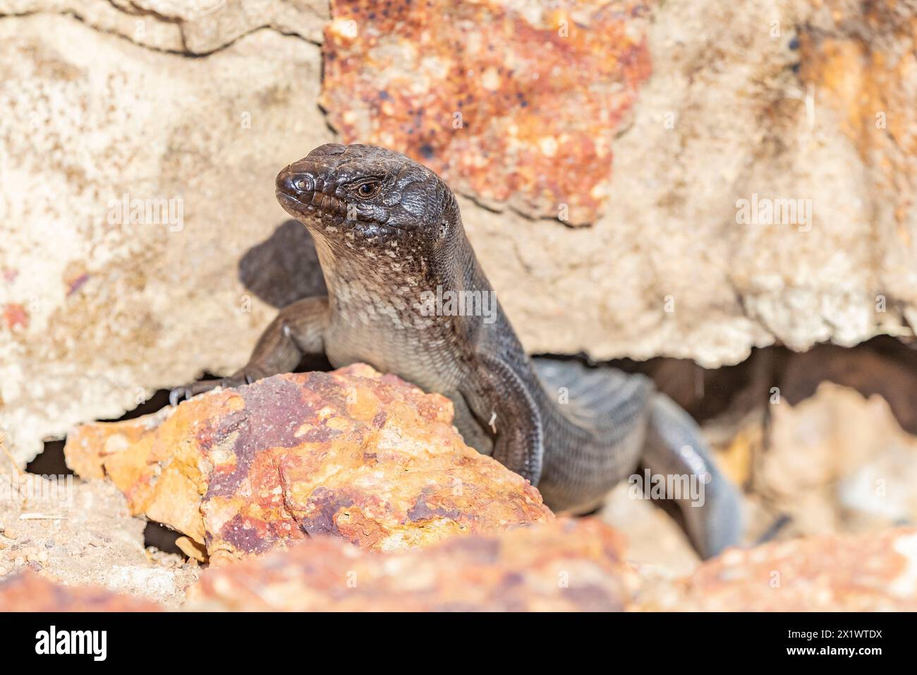 King's skink (Egernia kingii) a species of skink, a lizard in the ...