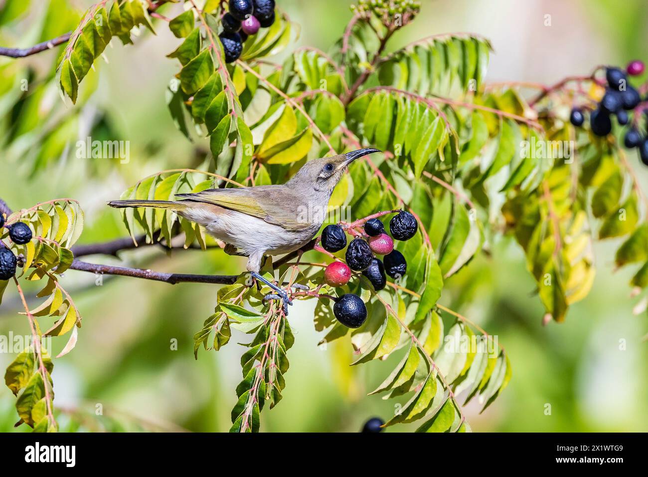 Brown Honeyeater – Lichmera indistincta on a Curry bush in Bickley ...