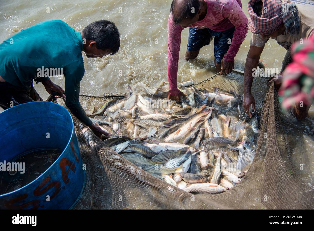 Farmers are harvesting fish from pond in Khulna Stock Photo - Alamy