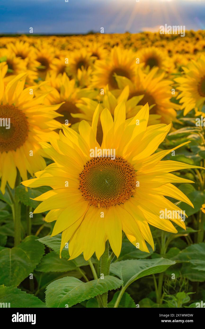 Fields of Sunflowers near Fenton Tower, North Berwick, East Lothian ...