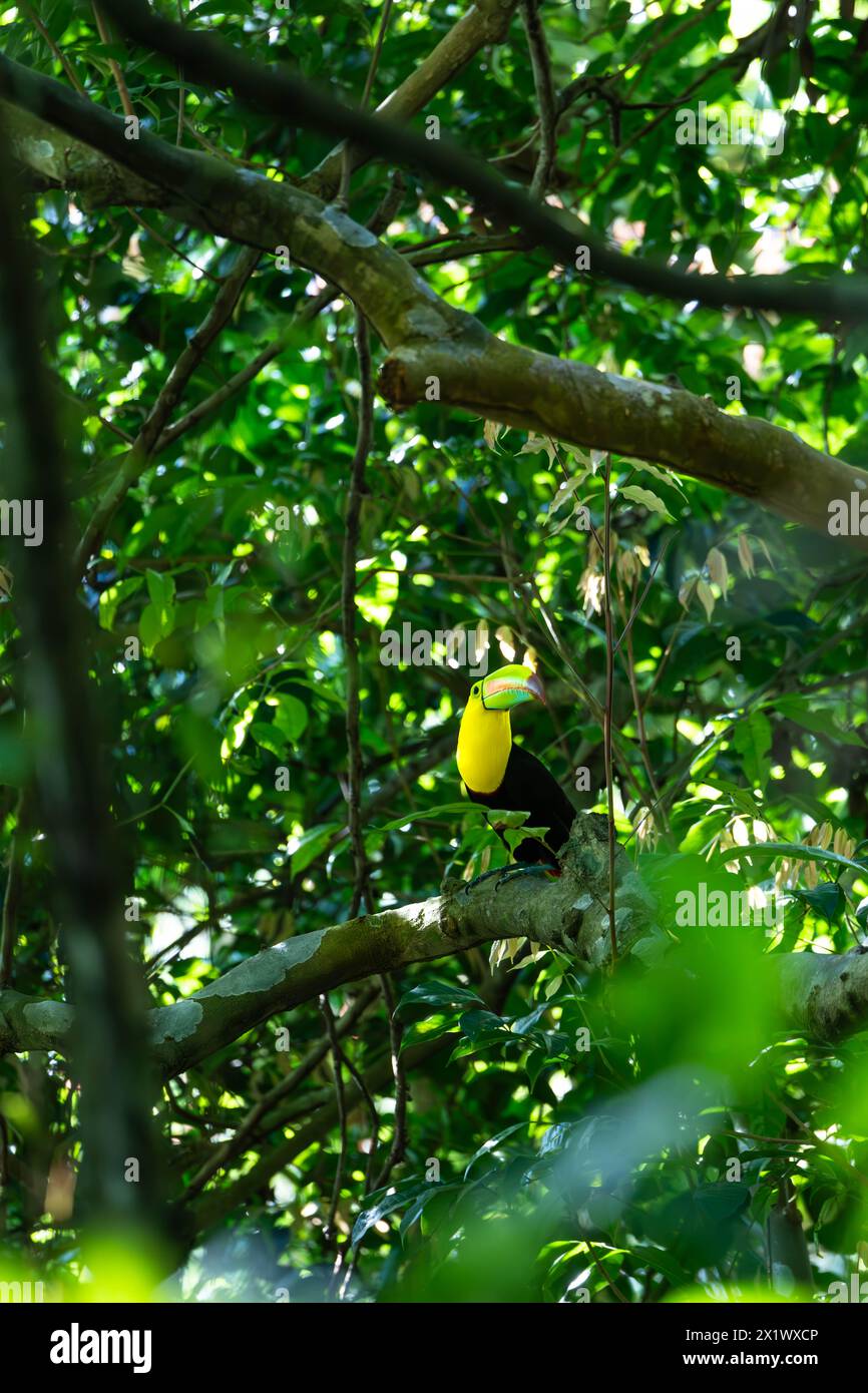 Toucan on a tree branch in the jungle Stock Photo - Alamy