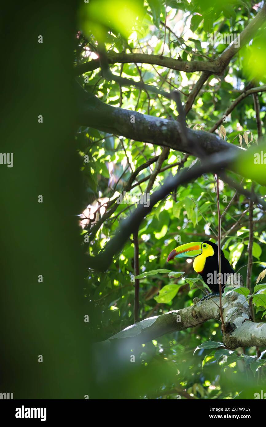 Toucan on a tree branch in the jungle Stock Photo - Alamy