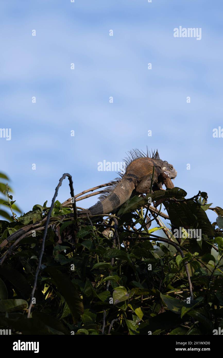 Big bird on top of a tree Stock Photo - Alamy