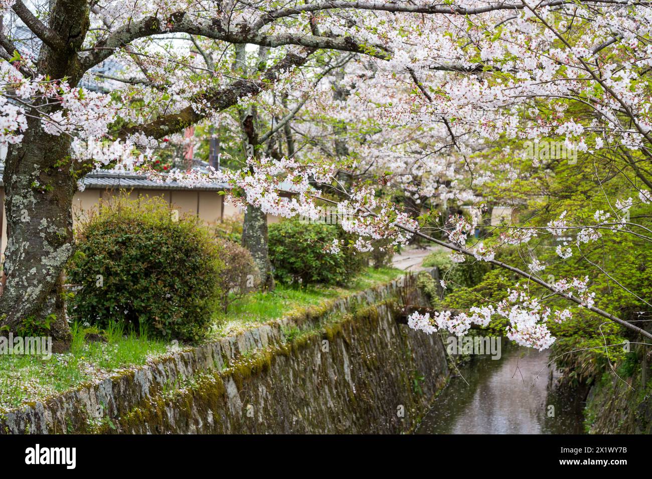 Cherry blossoms in Kyoto, Japan. Philosopher's Walk in spring, Cherry ...