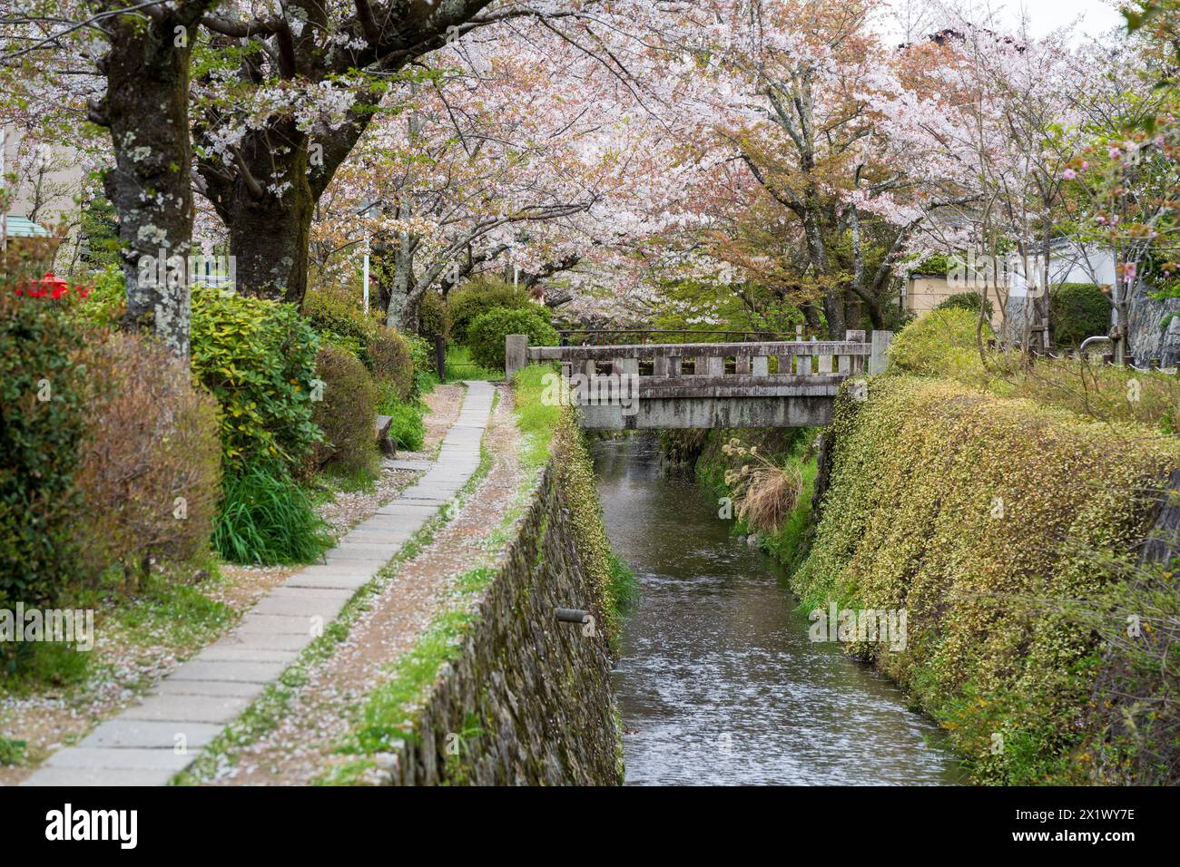 Cherry blossoms in Kyoto, Japan. Philosopher's Walk in spring, Cherry ...