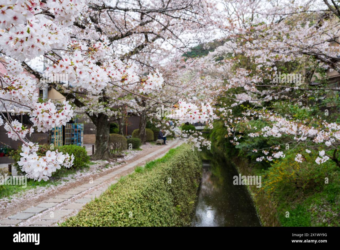 Cherry blossoms in Kyoto, Japan. Philosopher's Walk in spring, Cherry ...