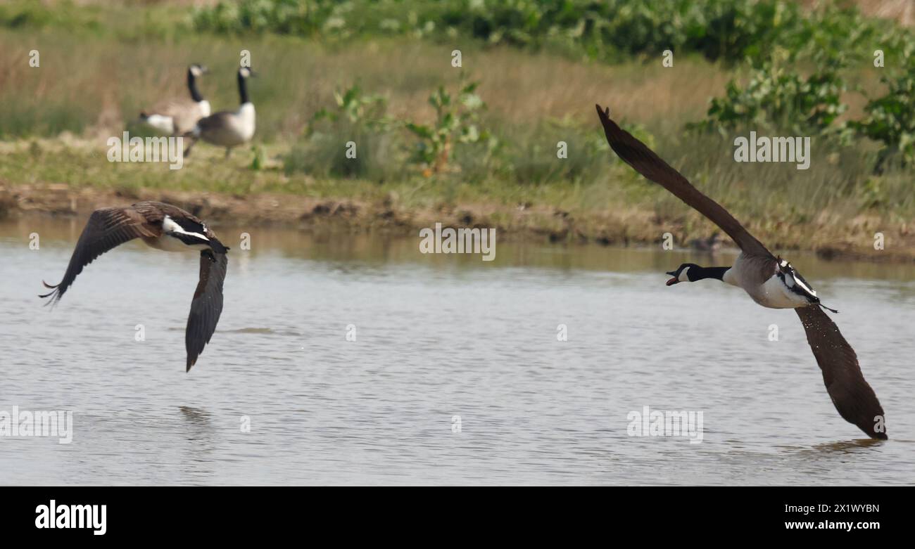 Purfleet Essex, UK. 18th Apr, 2024. Canada goose in flight at RSPB ...