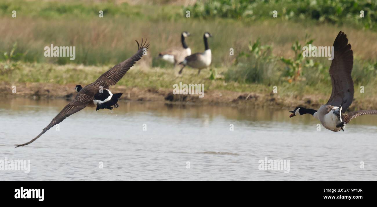 Purfleet Essex, UK. 18th Apr, 2024. Canada goose in flight at RSPB ...