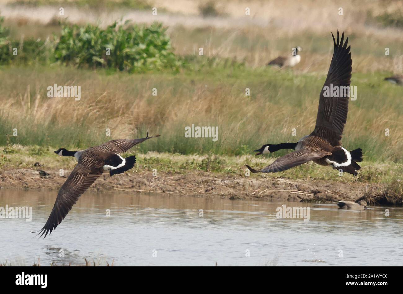 Purfleet Essex, UK. 18th Apr, 2024. Canada goose in flight at RSPB ...