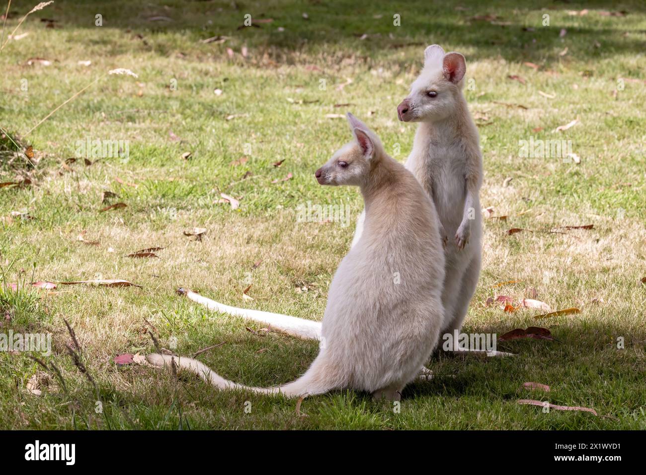 Mother and baby white wallabies, otherwise known as the Bennetts ...