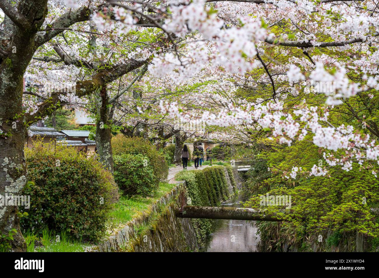 Cherry blossoms in Kyoto, Japan. Philosopher's Walk in spring, Cherry ...