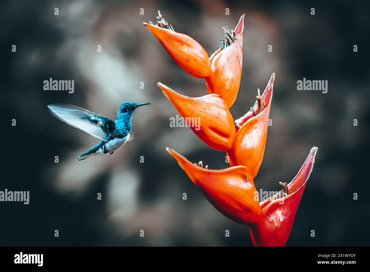 Hummingbird in flight, Flying to a heliconia flower, Abstract colors ...