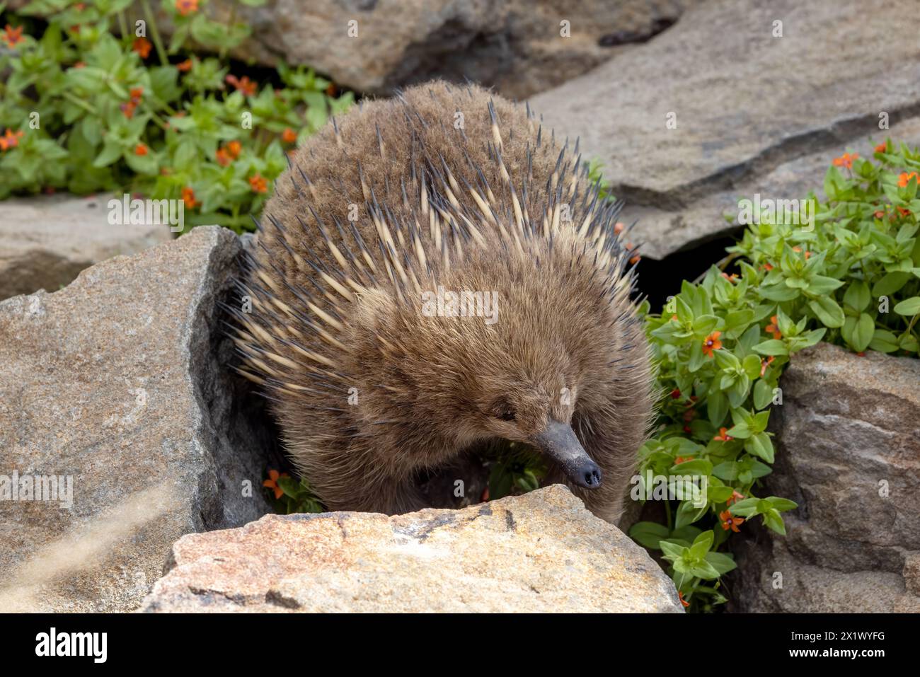 Spiny Anteater Eggs