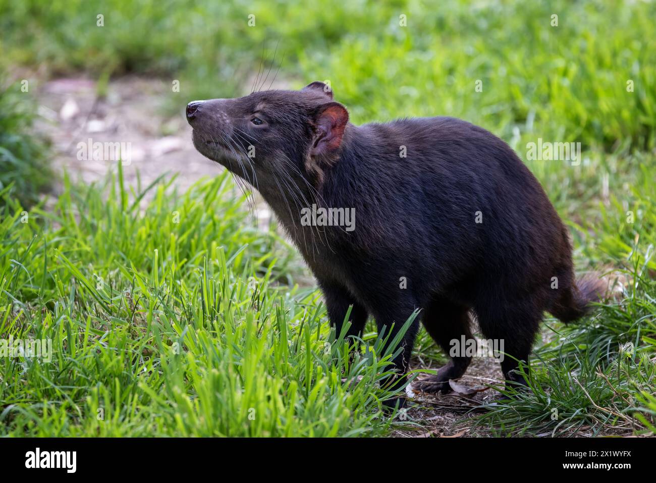Tasmanian devil in tasmania australia hi-res stock photography and images - Alamy