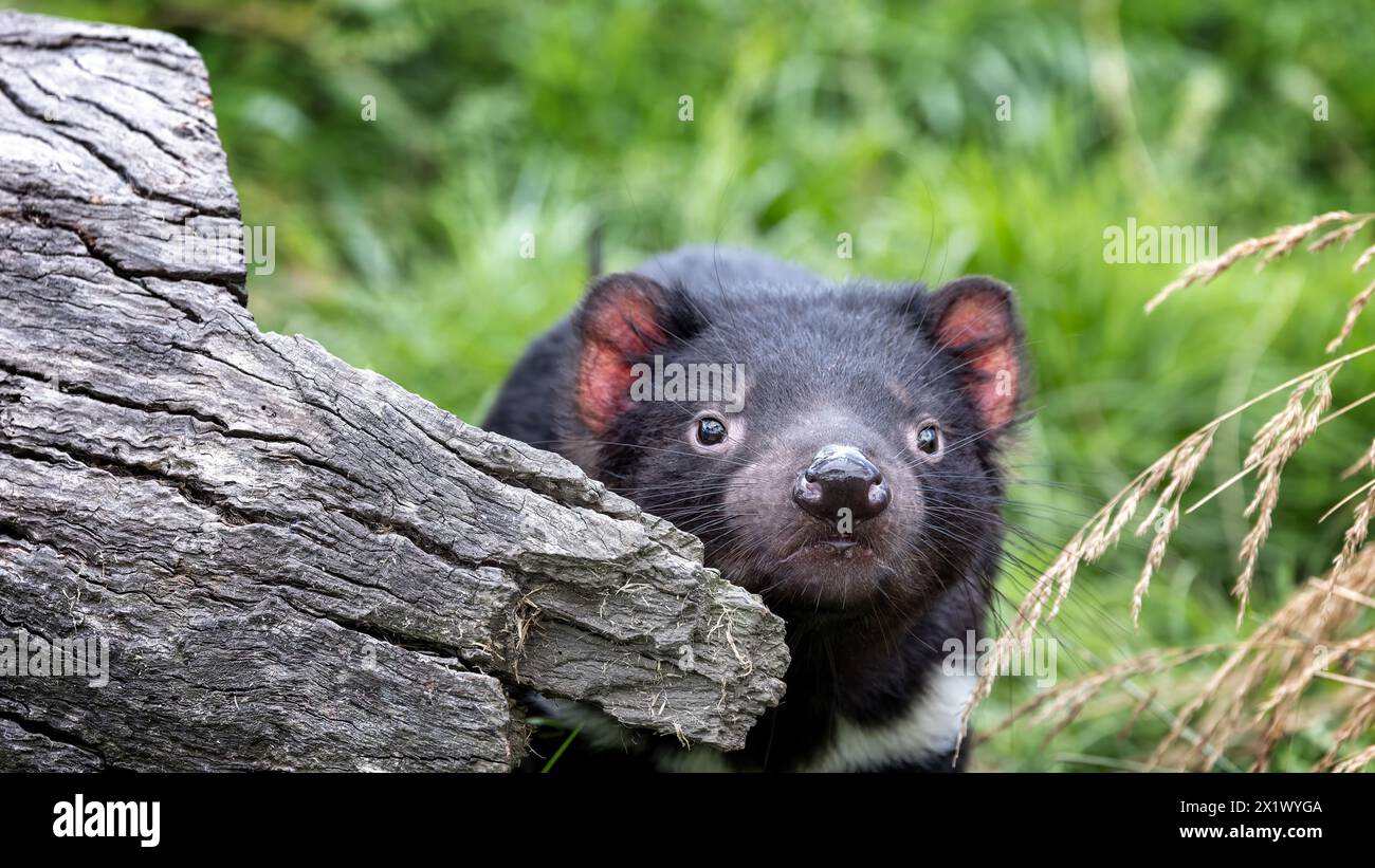 Tasmanian Devil, Sarcophilus harrisii, the largest carnivorous ...
