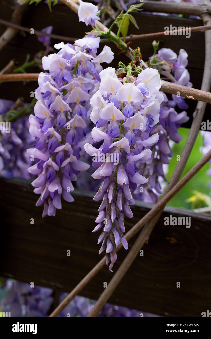 Beautifully blooming wisteria Traditional Japanese flower Purple ...