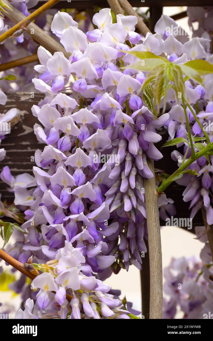 Beautifully blooming wisteria Traditional Japanese flower Purple ...