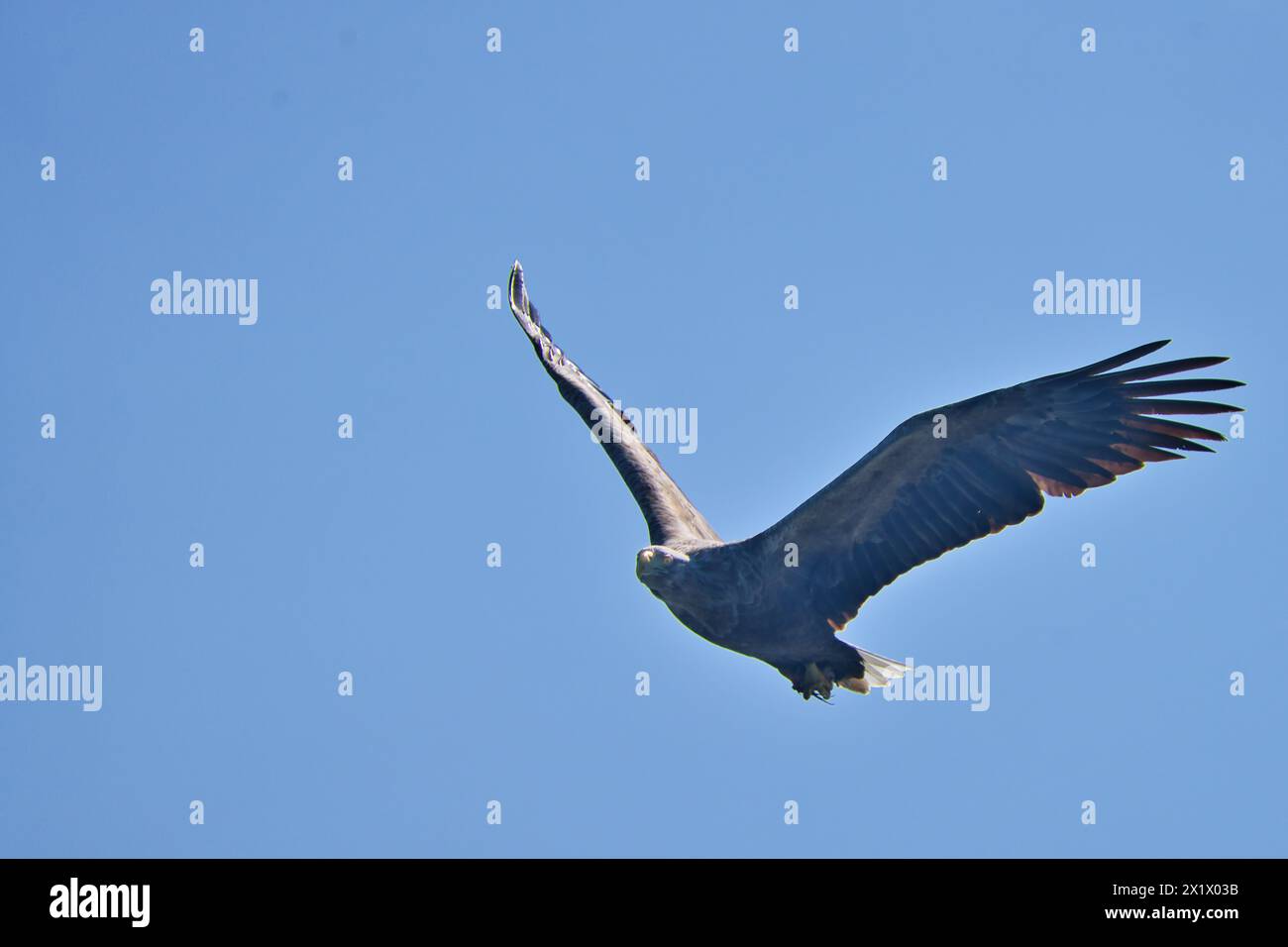 White tailed sea eagle hunting fish on the coast of Scotland Stock ...