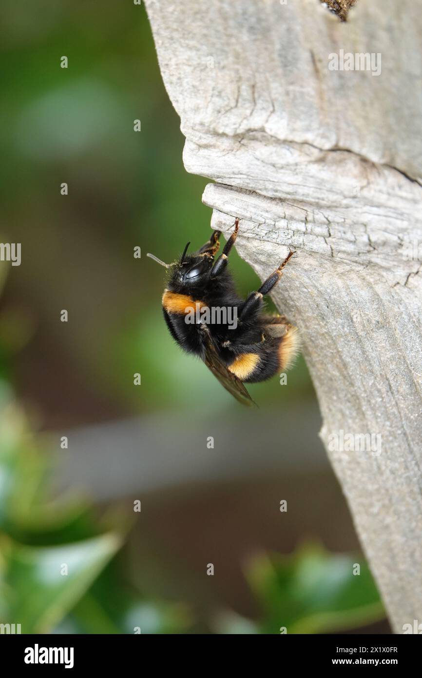 Spring insect uk hi-res stock photography and images - Alamy
