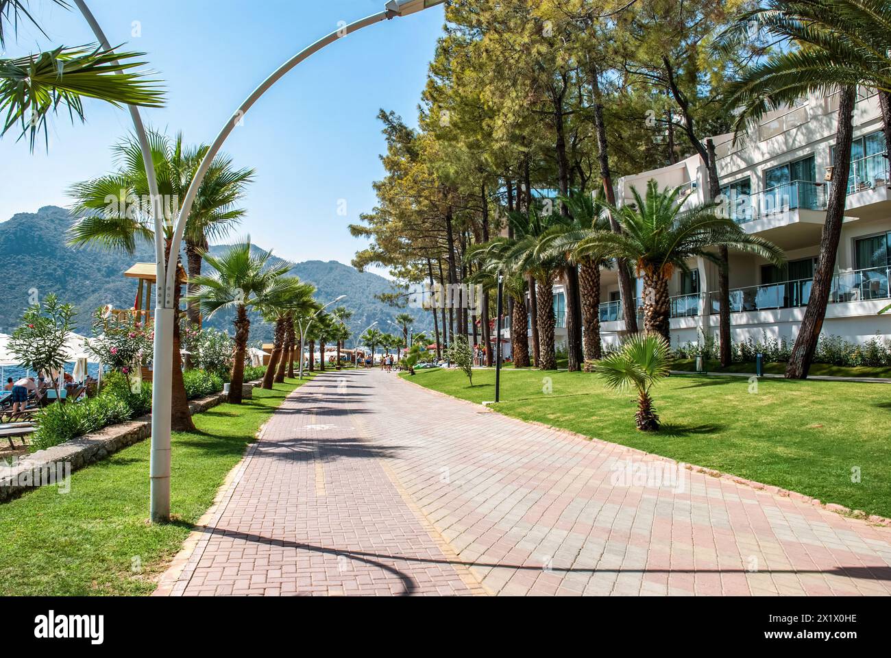 Lined stone pine walkway hi-res stock photography and images - Alamy