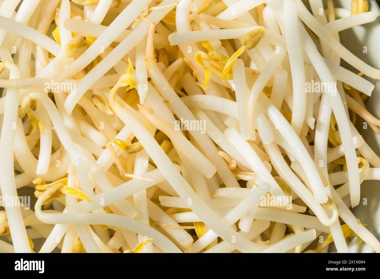 Sprouts mung beans hi-res stock photography and images - Alamy