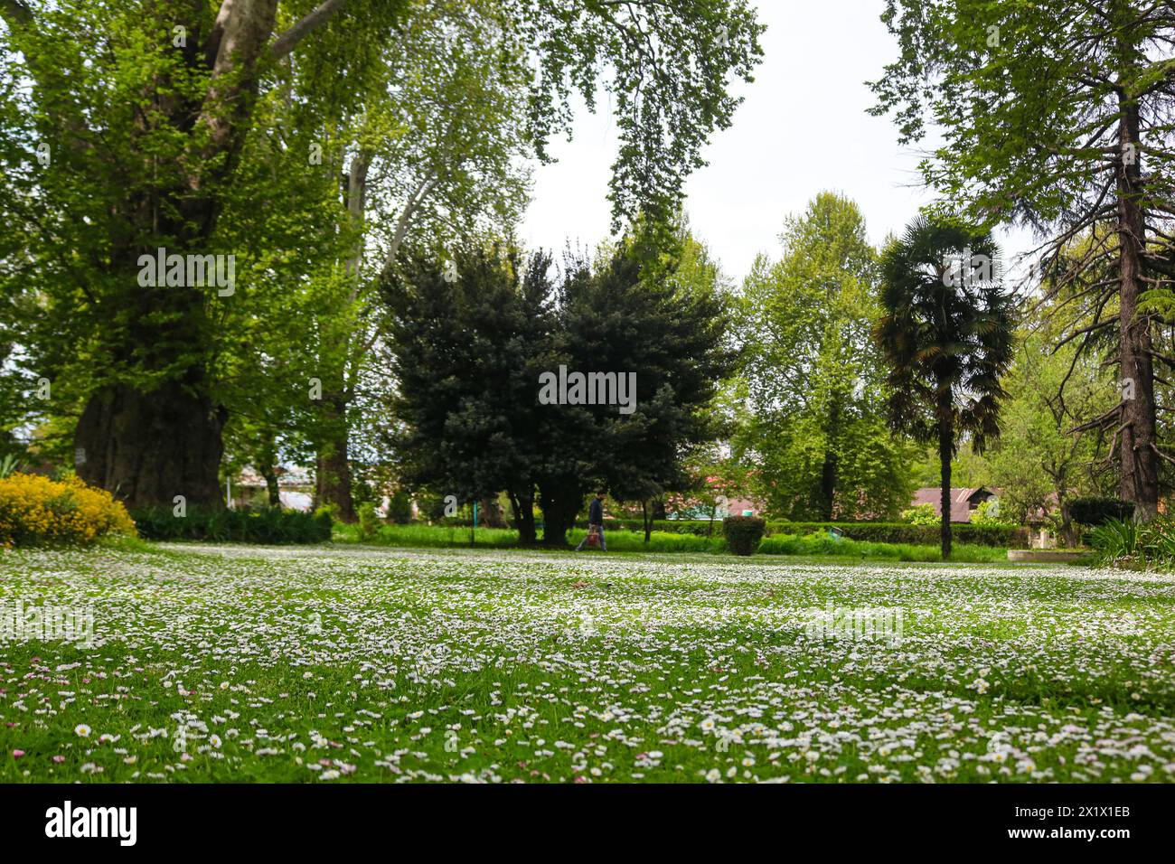 The Bellis Perennis flower (common daisy) are seen in full bloom at a ...