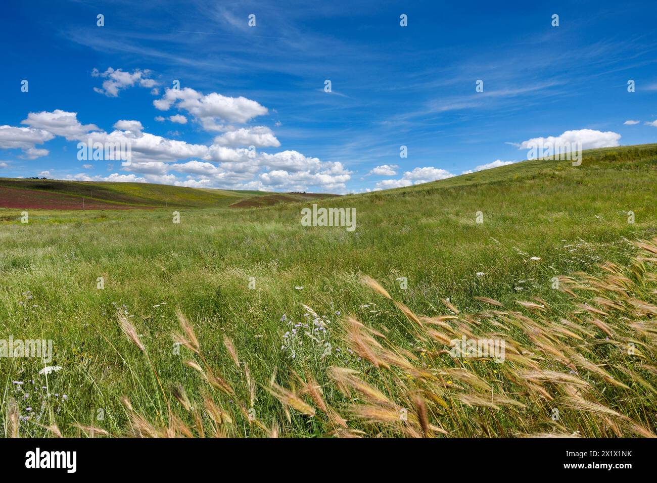 Spring Landscape. Belice Valley. Camporeale. Poggioreale. Sicily Stock ...