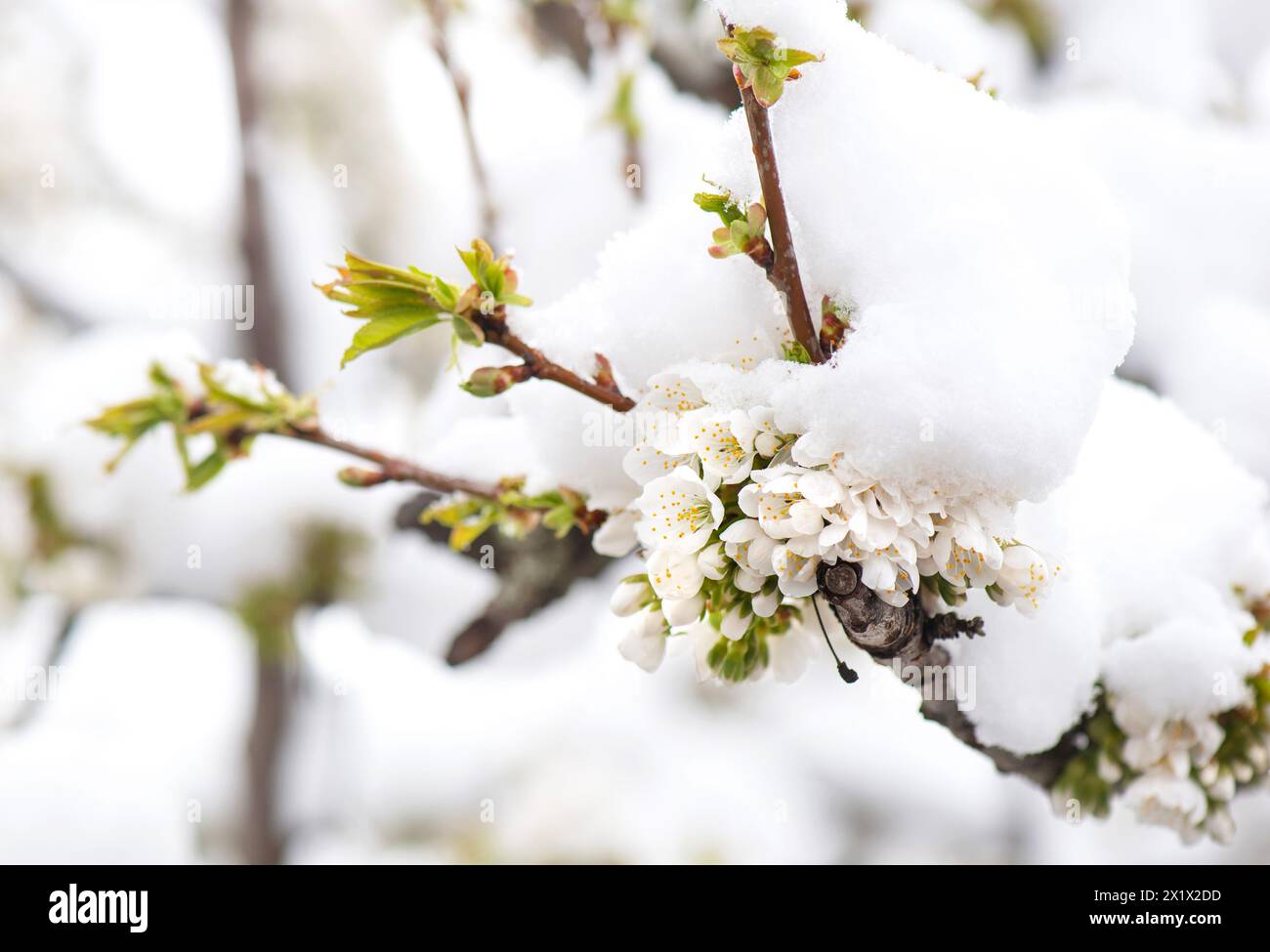 Buttercup in the foreground hi-res stock photography and images - Alamy