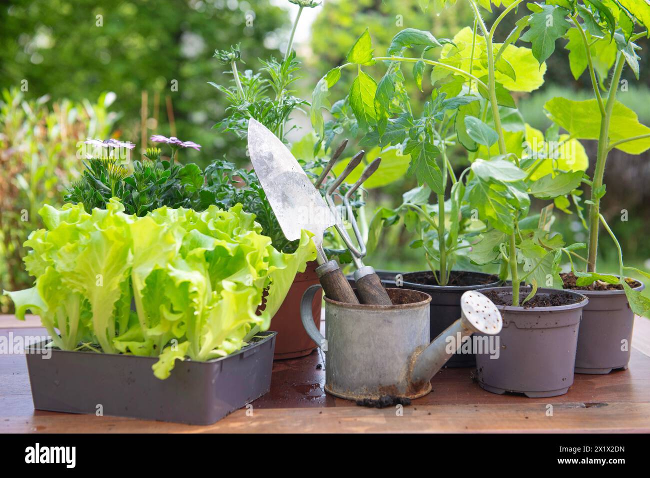 gardening tools with lettuce ready to plant and vegetable seedlings in ...