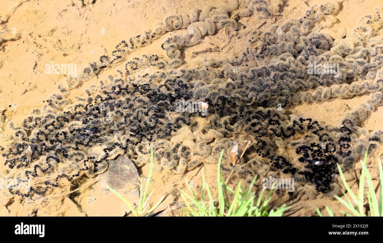 Toad spawn in a shallow puddle at Tyler Arboretum in Pennsylvania Stock ...