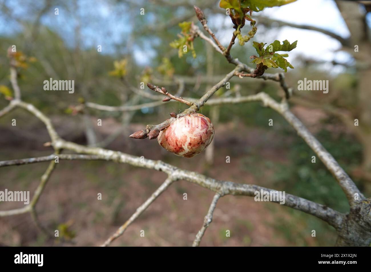 Spring UK, Oak Apple Stock Photo - Alamy