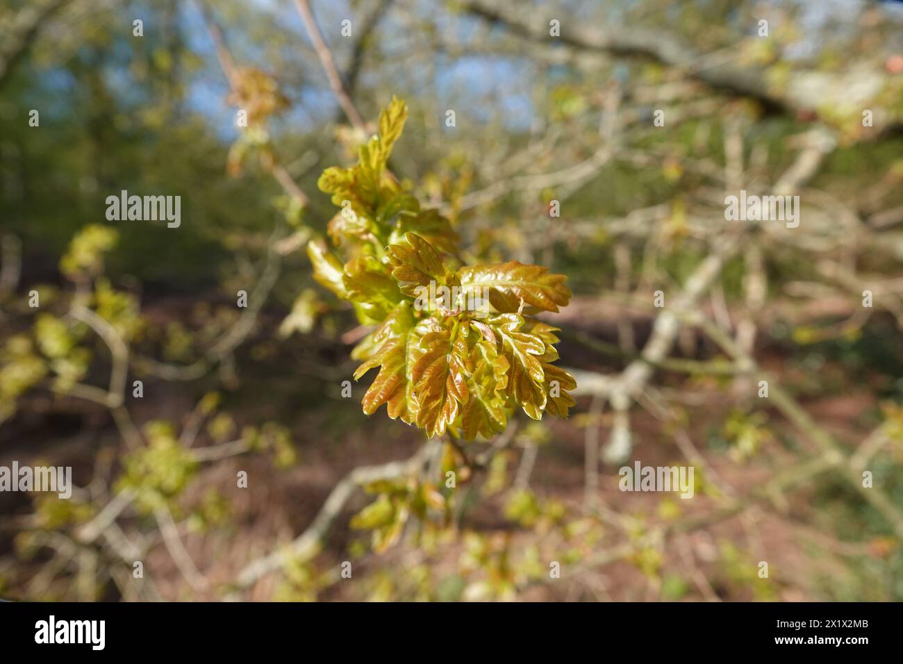 Spring budding oak tree hi-res stock photography and images - Alamy