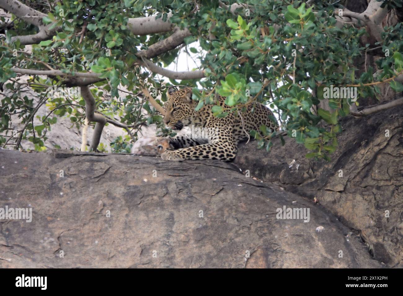 Leopard with Fresh Kill Stock Photo - Alamy