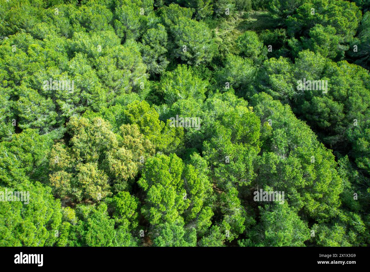 Forest from the air Stock Photo - Alamy
