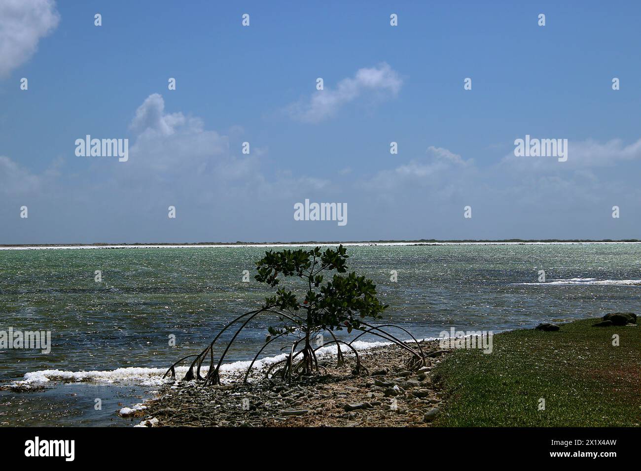 Small mangrove tree growing at the coast of a salt lake (Pekelmeer ...