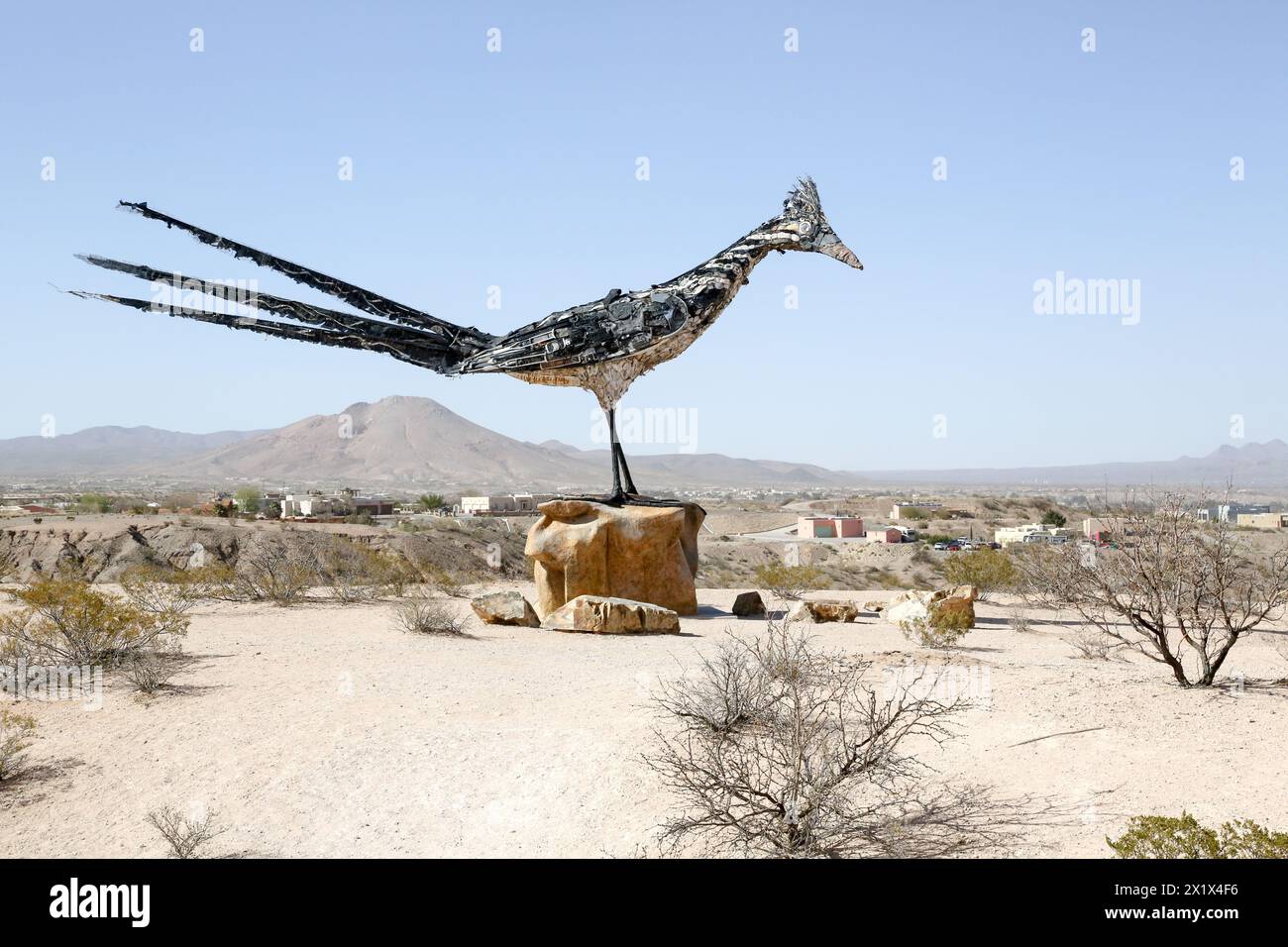 Las cruces roadrunner hi-res stock photography and images - Alamy