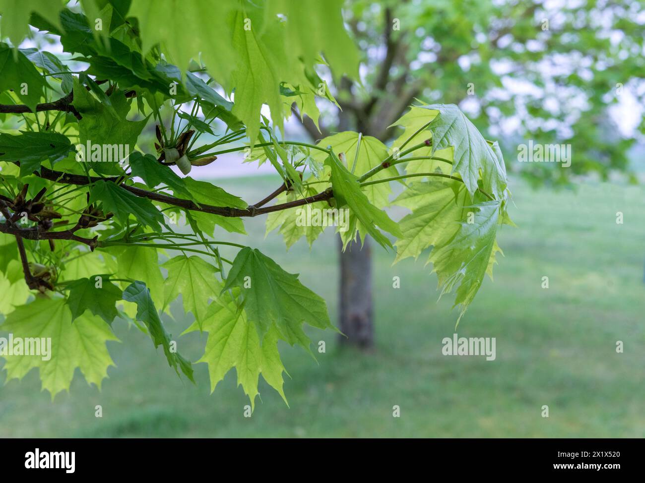 Maple tree in spring hi-res stock photography and images - Alamy