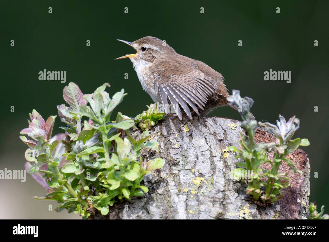 A wren asserting his territory Stock Photo - Alamy