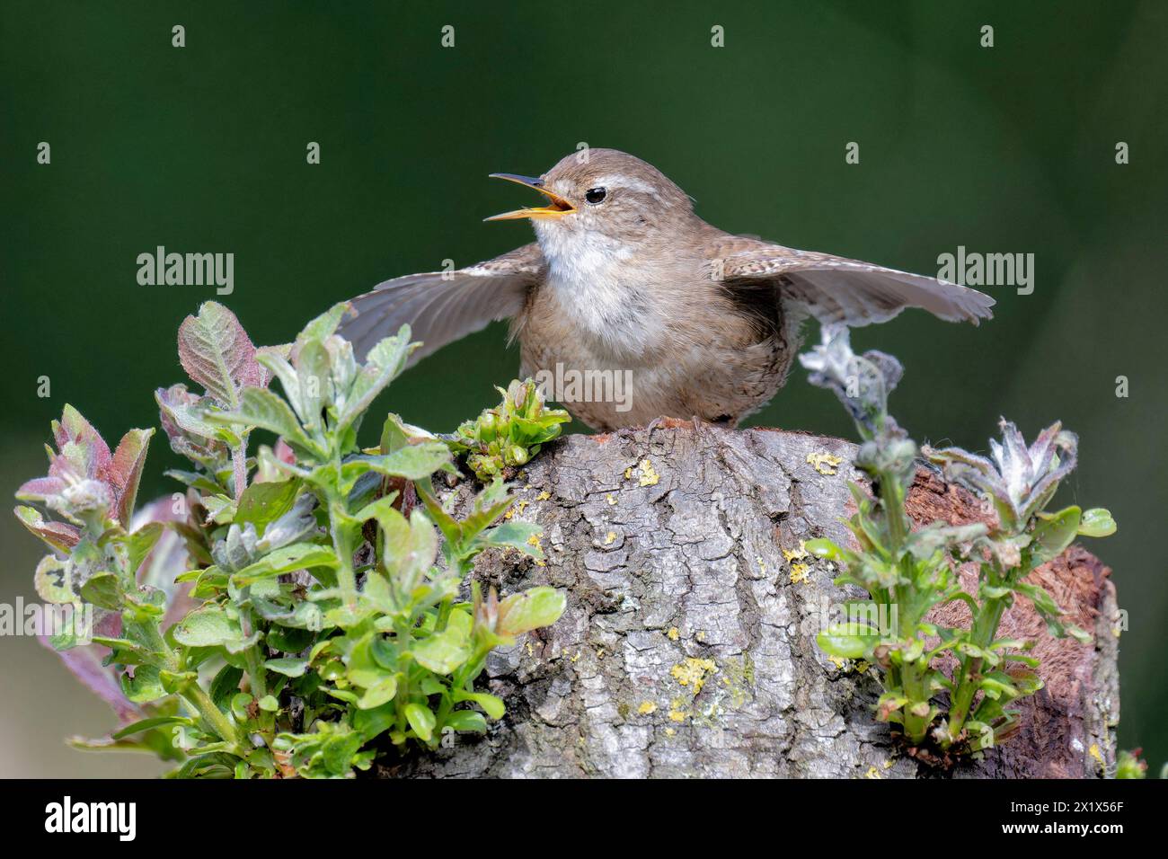 Beautiful singing wren troglodytes hi-res stock photography and images ...