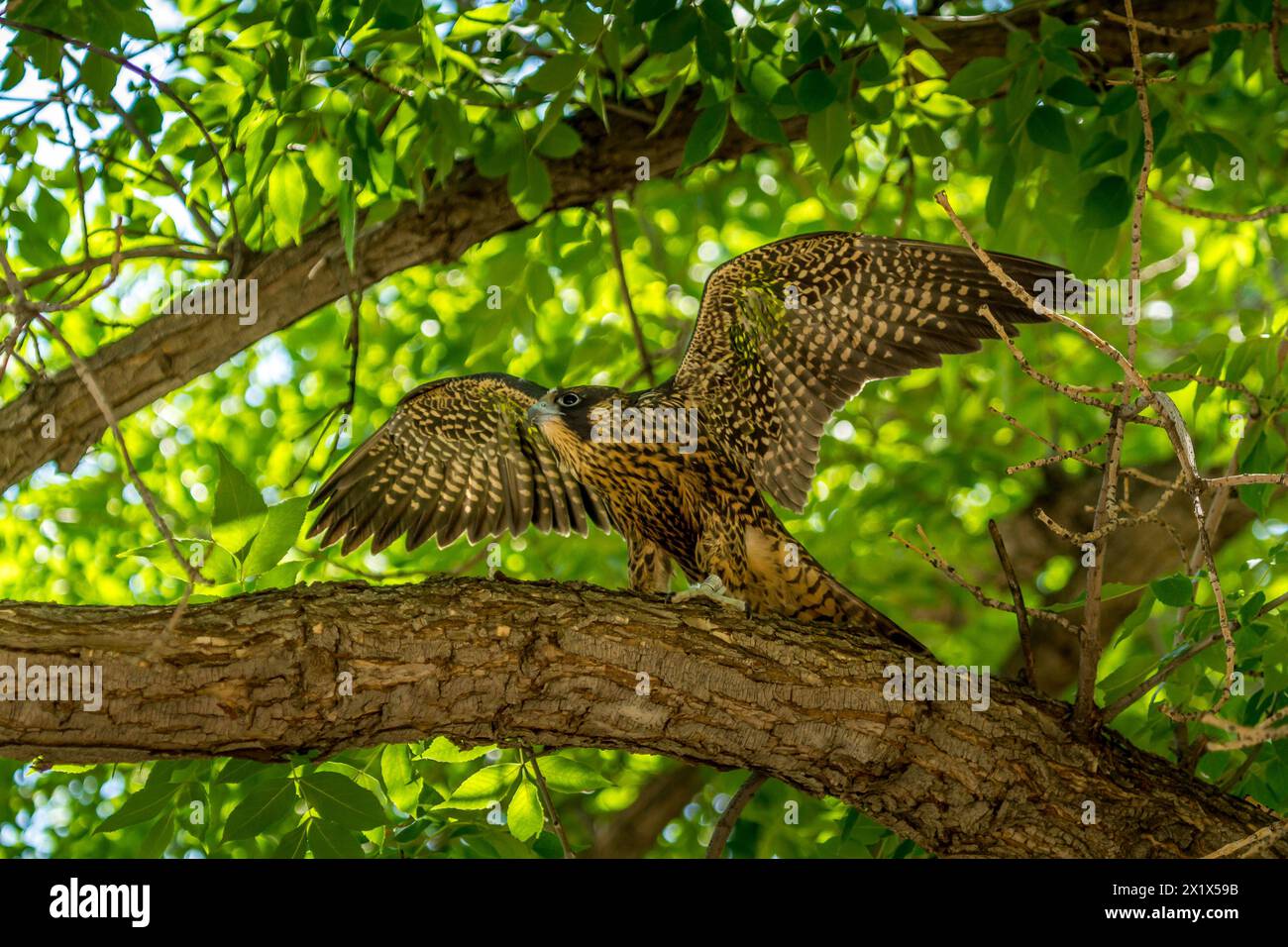 Peregrine falcon in tree hi-res stock photography and images - Alamy