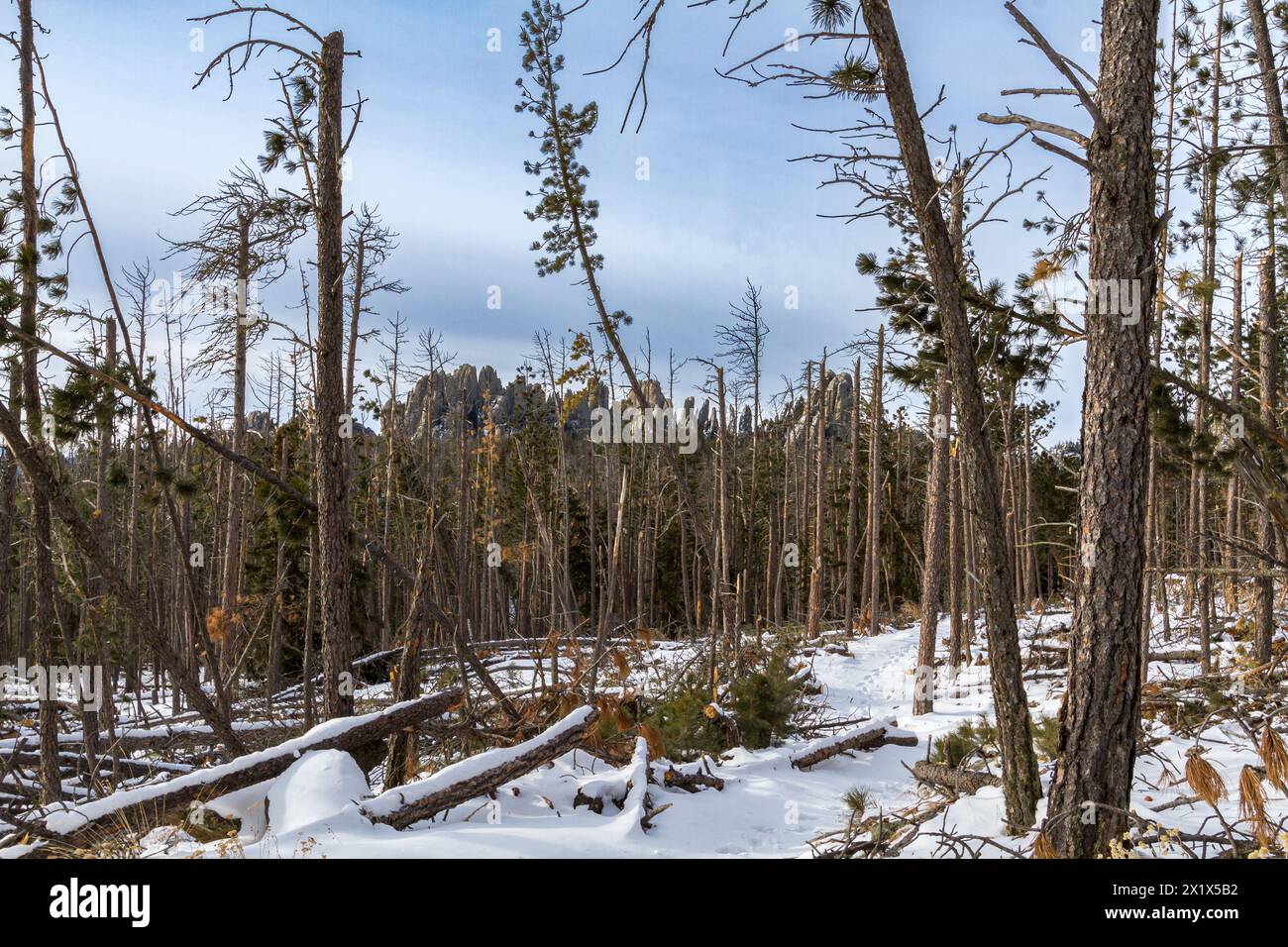 Dead trees caused by pine beetle infestation Stock Photo - Alamy
