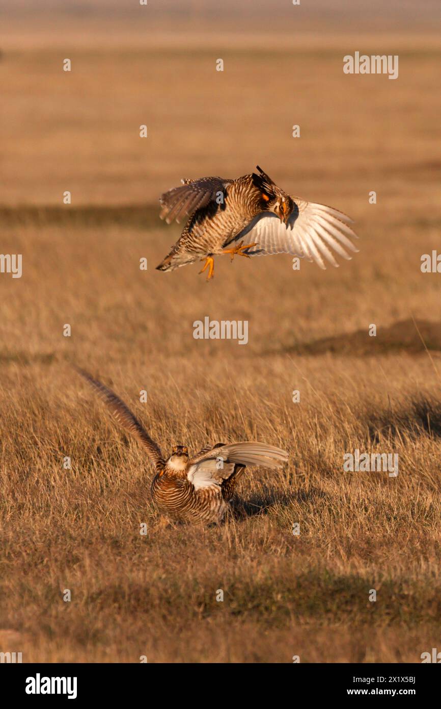 Two prairie chickens displaying and fighting on a lek Stock Photo - Alamy