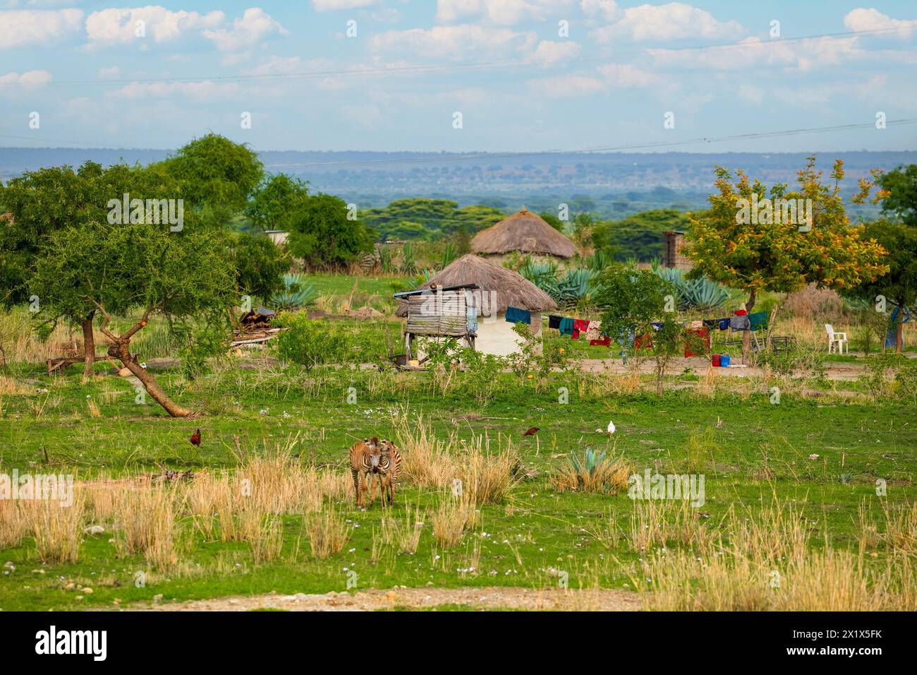 Arusha,Tanzania,Africa. 03.02. 2022. Traditional Masai village at ...
