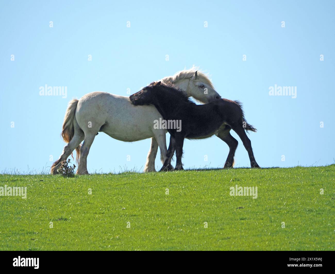 large white horse & smaller black horse on green field juxtaposed ...