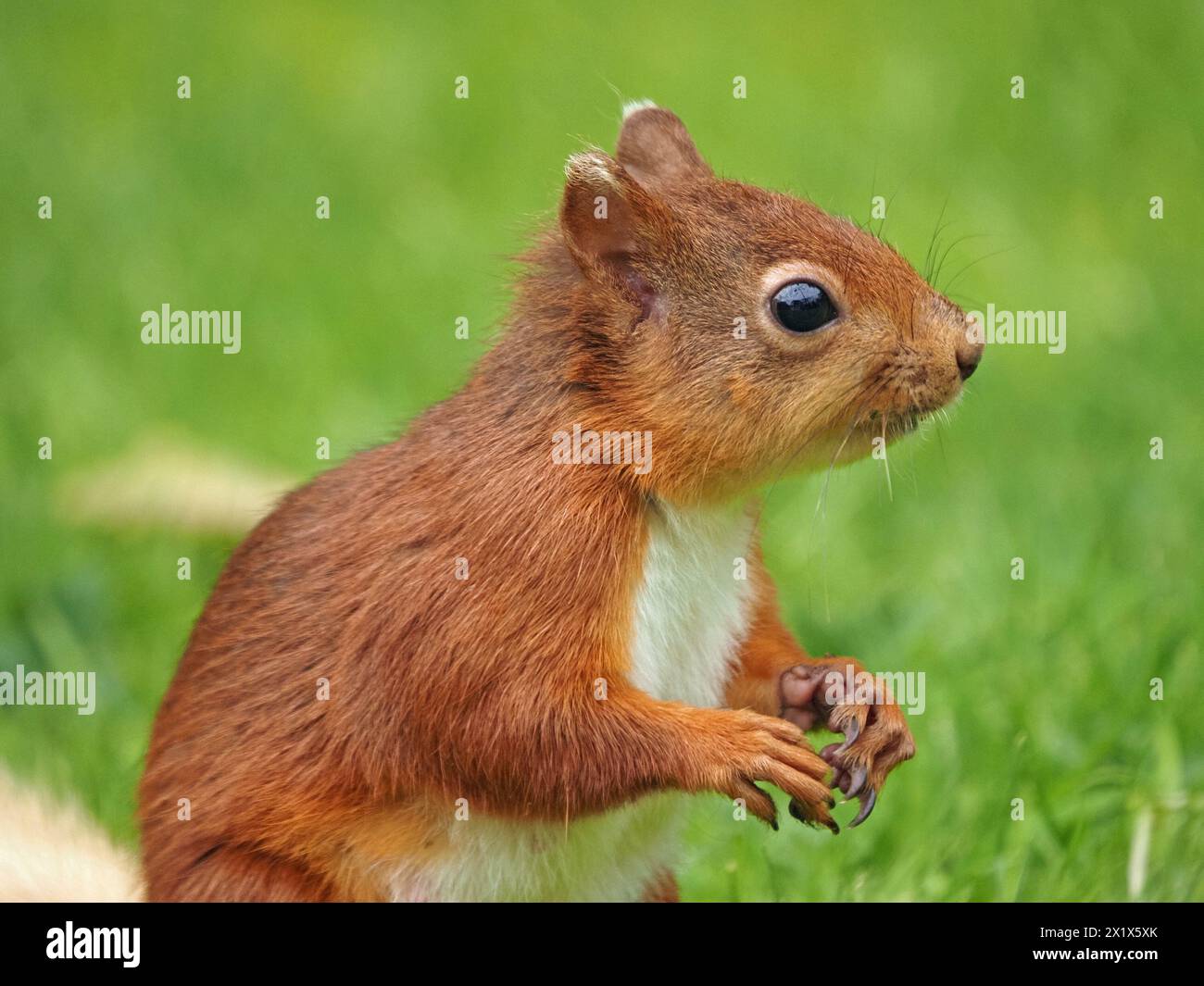 close-up portrait of cute native young red squirrel kit (Sciuris ...
